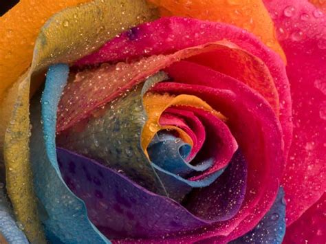 Радужные розы (10 Фото) | Цветы | ice-scream.ru