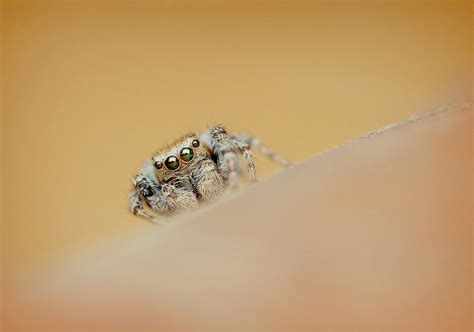 Pajęczaki (Arachnida) - Świat makro