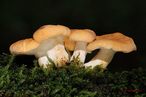 Ежовик жёлтый (Hydnum repandum) фото и описание