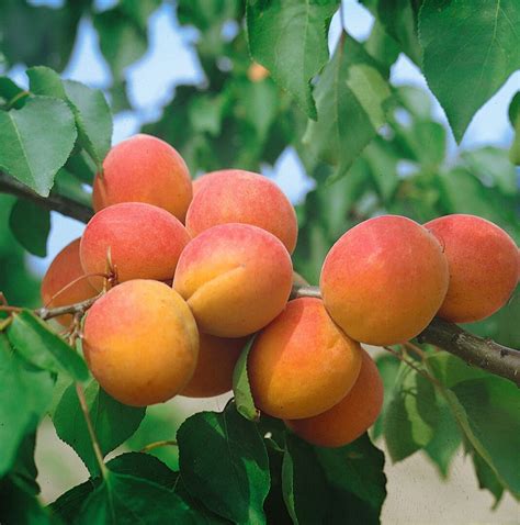 Aprikose 'Harcot': Expertenwissen für den Garten