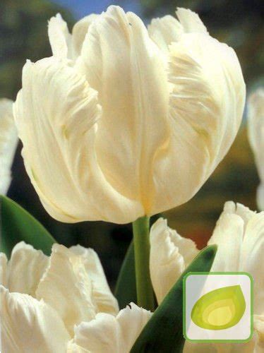 Lilia (Lilium) 'High Tea' - - Sklep ogrodniczy Kwiatyllo.pl - Cebulki ...