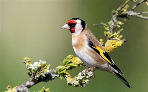 Tweet of the Week: the goldfinch | The Telegraph