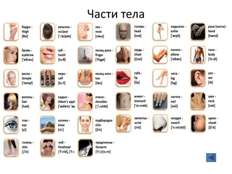 Английский словарь в картинках - презентация онлайн