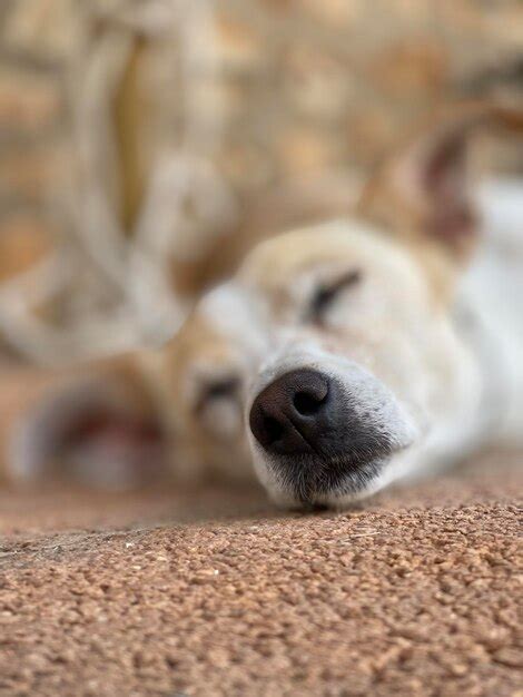 Premium Photo | Slipping dog