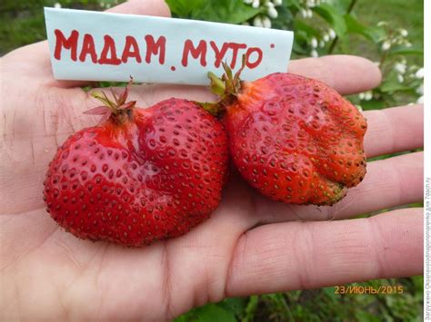 Ягода сорт "Мадам Муто" - Градина 2020