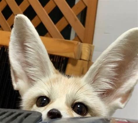Cute Fennec Fox Memes and Funny Animal Pictures