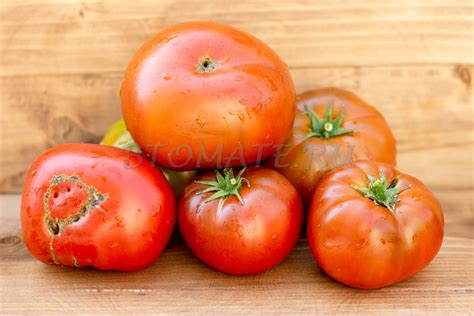 ШОКОЛАДНЫЙ ЧЕМПИОН (Dwarf Chocolate champion) — BTomate