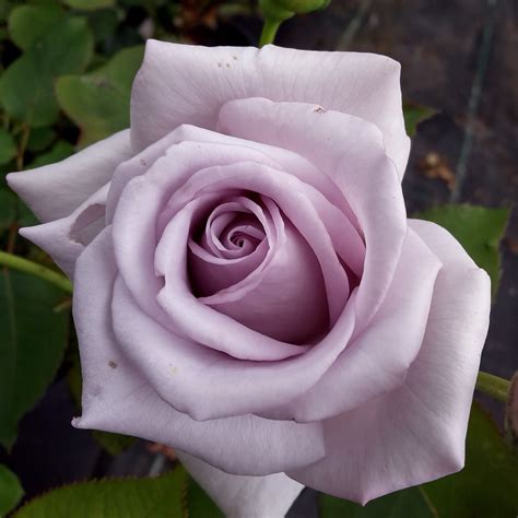 Amethyste – Karin Schade – Stauden und Rosen