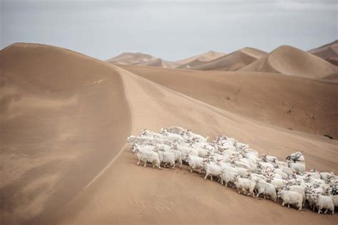 Loro Piana: Timeless Elegance from Nature's Finest Fibres