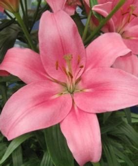 Lilium la 'Indian Summerset' - GARDENIDEA