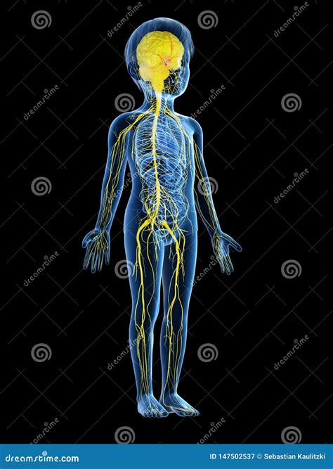 A childs nervous system stock illustration. Illustration of health ...