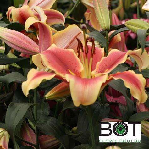 Holland Beauty – Bot Flowerbulbs