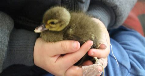 Bream Bay Kindergarten: Duck tails
