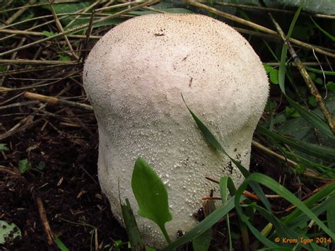 Головач продолговатый (Calvatia excipuliformis) фотографии, видео и истории