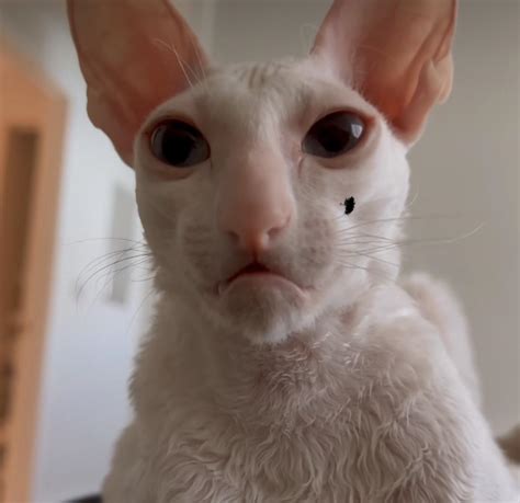 catsthatlooklikeactor