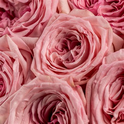 Pink O'Hara – Bloom Bundle