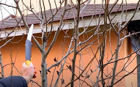 10 НЕ о которых нужно помнить при обрезке деревьев в саду | DIY - как ...