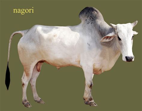 File:Nagori.jpg - Biodiversity of India: A Wiki Resource for Indian ...