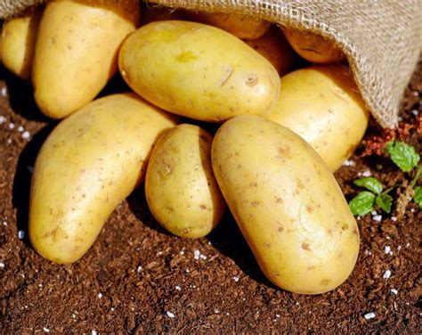 La Pomme de Terre : Culture et Variétés
