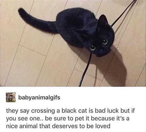 Pet it : r/tumblr