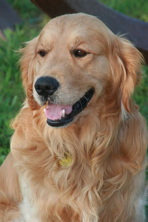Der Schwarz Golden Retriever: Eine einzigartige Rasse