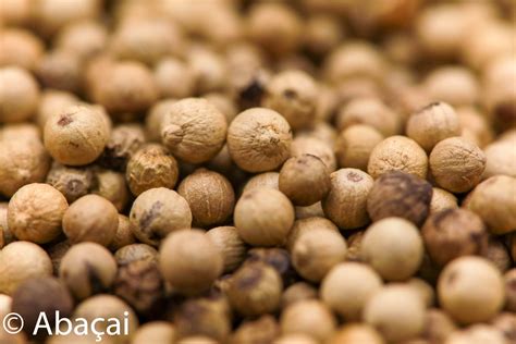 Poivre Blanc Grain Récolte 2025 le classement - Abaçai