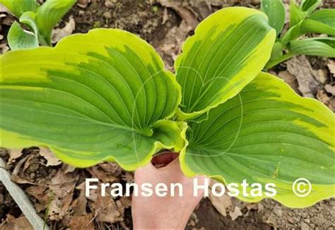 Hosta Trendsetter - Fransen Hostas