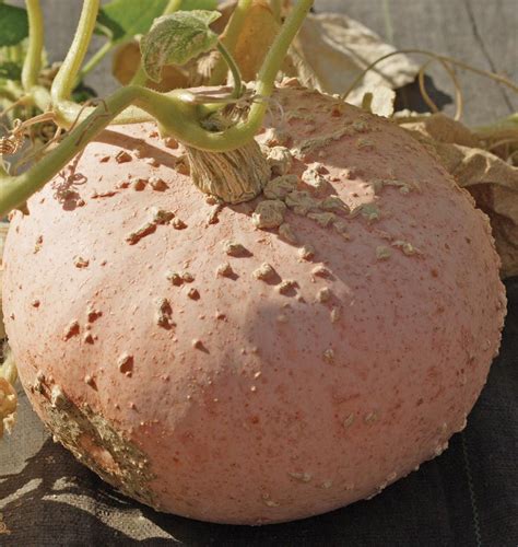Galeux D Eysines Recipe