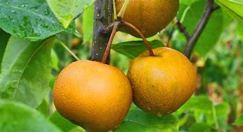 Японская груша, корейская, азиатская, хрустальная и другие удивительные ...