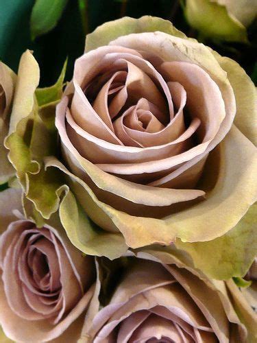 Pin on Güllerim | Amnesia rose, Beautiful roses, Flowers