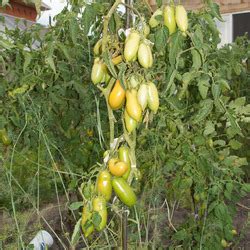 Томат Алый мустанг: описание, ОТЗЫВЫ (27), фото | tomatland.ru