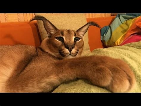 Big Floppa is a Handsome Guard : Caracal - YouTube