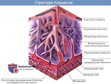 Анатомия: Матка. Стенки матки