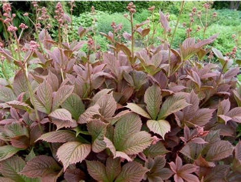 Rodgersia pinnata 'Chocolate Wings' | Planten