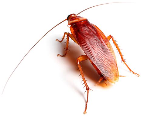 American Cockroach | TERRO®