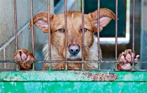 Как помочь бездомной собаке или кошке? — Save Animals | Спасите Животных
