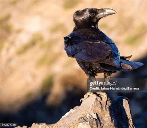 10,488 Cuervo Stock Photos, High-Res Pictures, and Images - Getty Images
