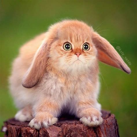 Анастасия Жиронкина (@StasyaJironkina) | Twitter