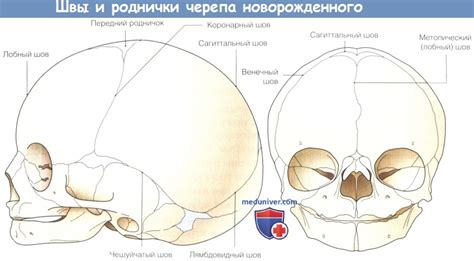 Роднички. Какое состояние родничка должно беспокоить родителей?