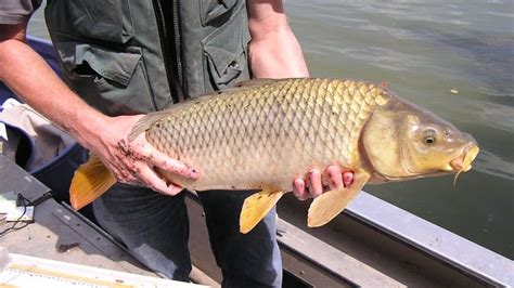 The future of carp control | MPR News