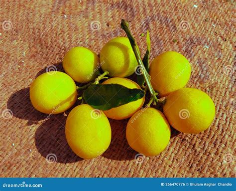 Whole Ripe Lemon Citrus Fruit Citron Fresh Juicy Shining Organic Lemons ...