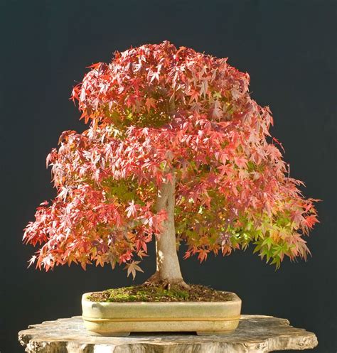 Японский клен бонсай (много фото) - treepics.ru