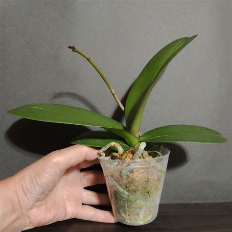 Yahoo!オークション - 花芽あり Phal. Summer Breath ファレノプシス ...