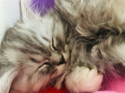 Из всех кошачьих существ даже самое маленькое – уже совершенство ...