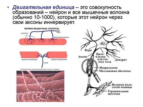 Биохимия мышечной ткани. (Лекция 21) - презентация онлайн