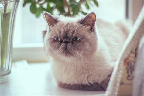 Почему коты спят в странных позах