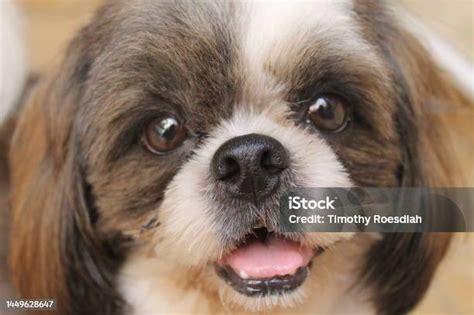 Cute Shih Tzu Dog Smiling And Staring At The Camera Stock Photo - Download Image Now - iStock