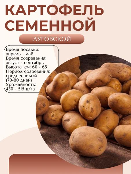 Картофель семенной клубни на посадку 3 кг купить на OZON по низкой цене ...