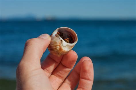 Rak Pustelnik Morze - Darmowe zdjęcie na Pixabay