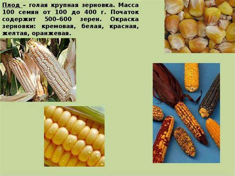 Кукуруза красная: характеристика и описание сортов с фото
